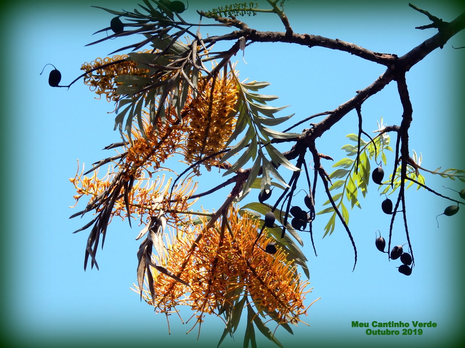 Meu Cantinho Verde: GREVÍLEA-ROBUSTA - ( Grevillea robusta )