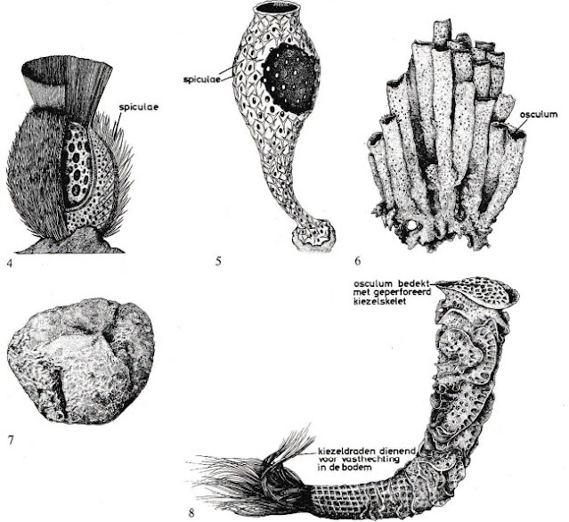 'ZIEN EN WETEN': SPONZEN.