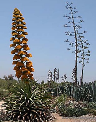 Flower Facts - All About Flowers!: Agave, the plant that dies after it ...