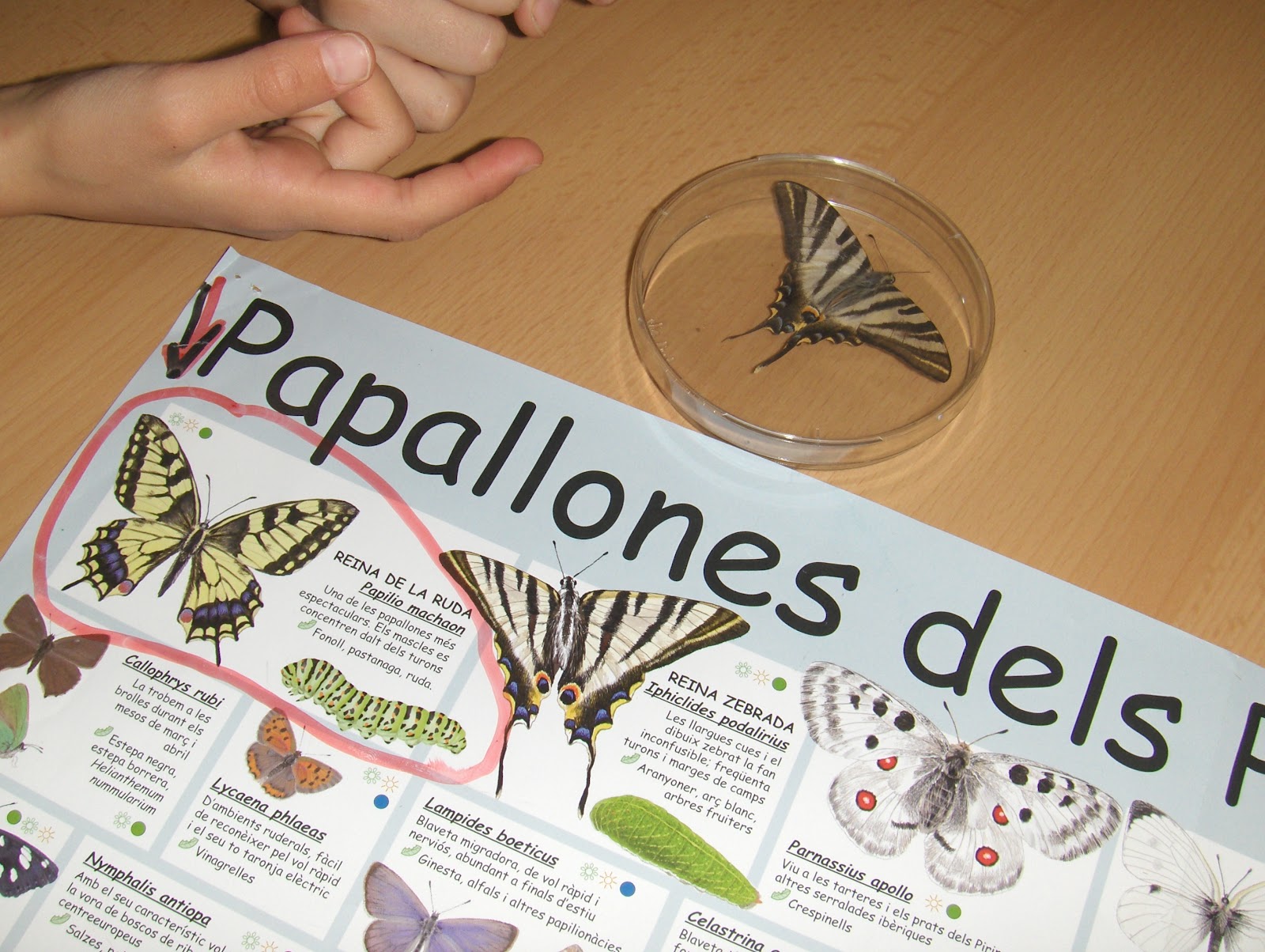 Més Ciència fàcil: Quina papallona és?