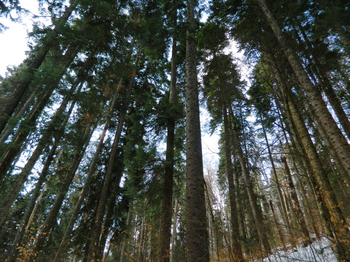 LA MULTI ANI, ROMANIA!: Copaci inalti si drepti la munte