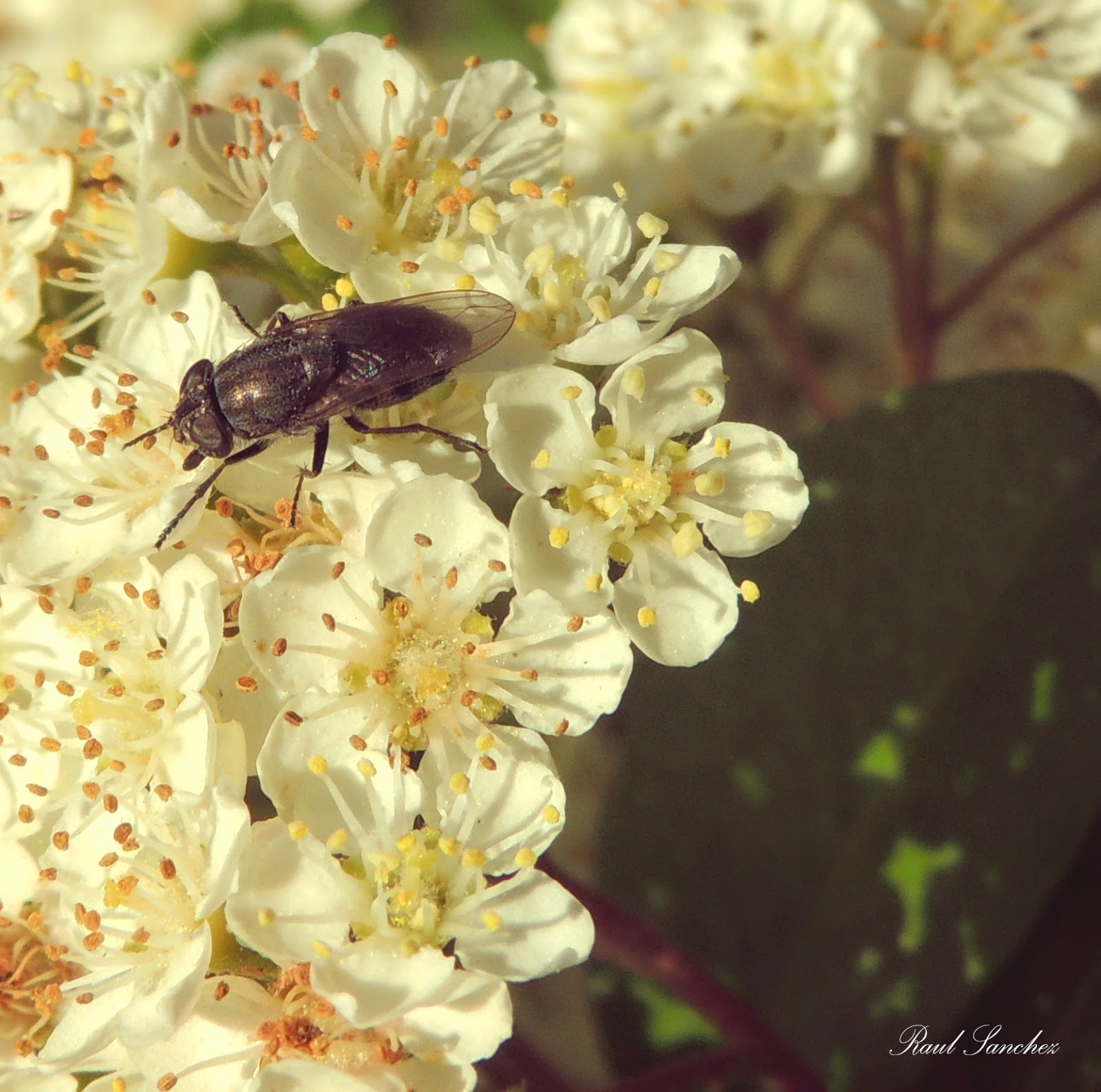 Naturaleza Viva : Las moscas del establo (Stomoxys calcitrans)