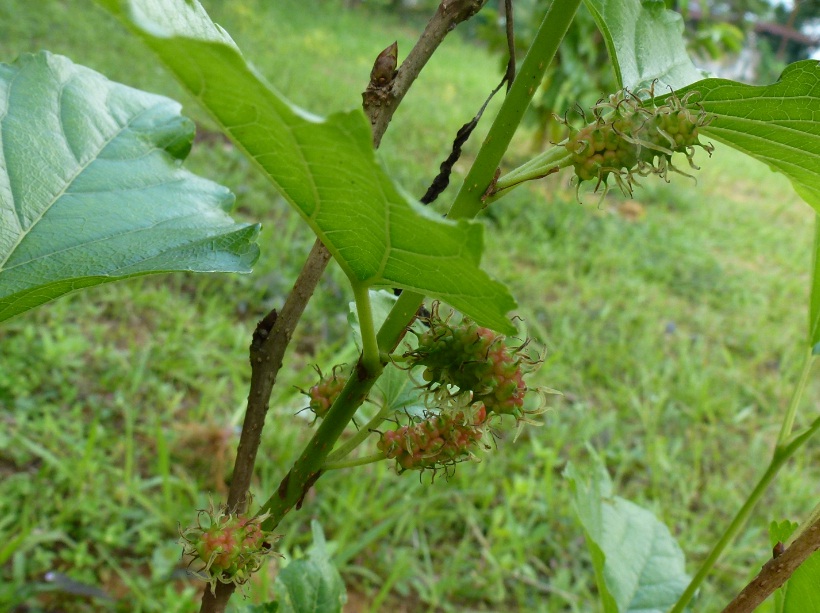 Greenfingers: Buah di Laman - Rezeki Tahun Baru