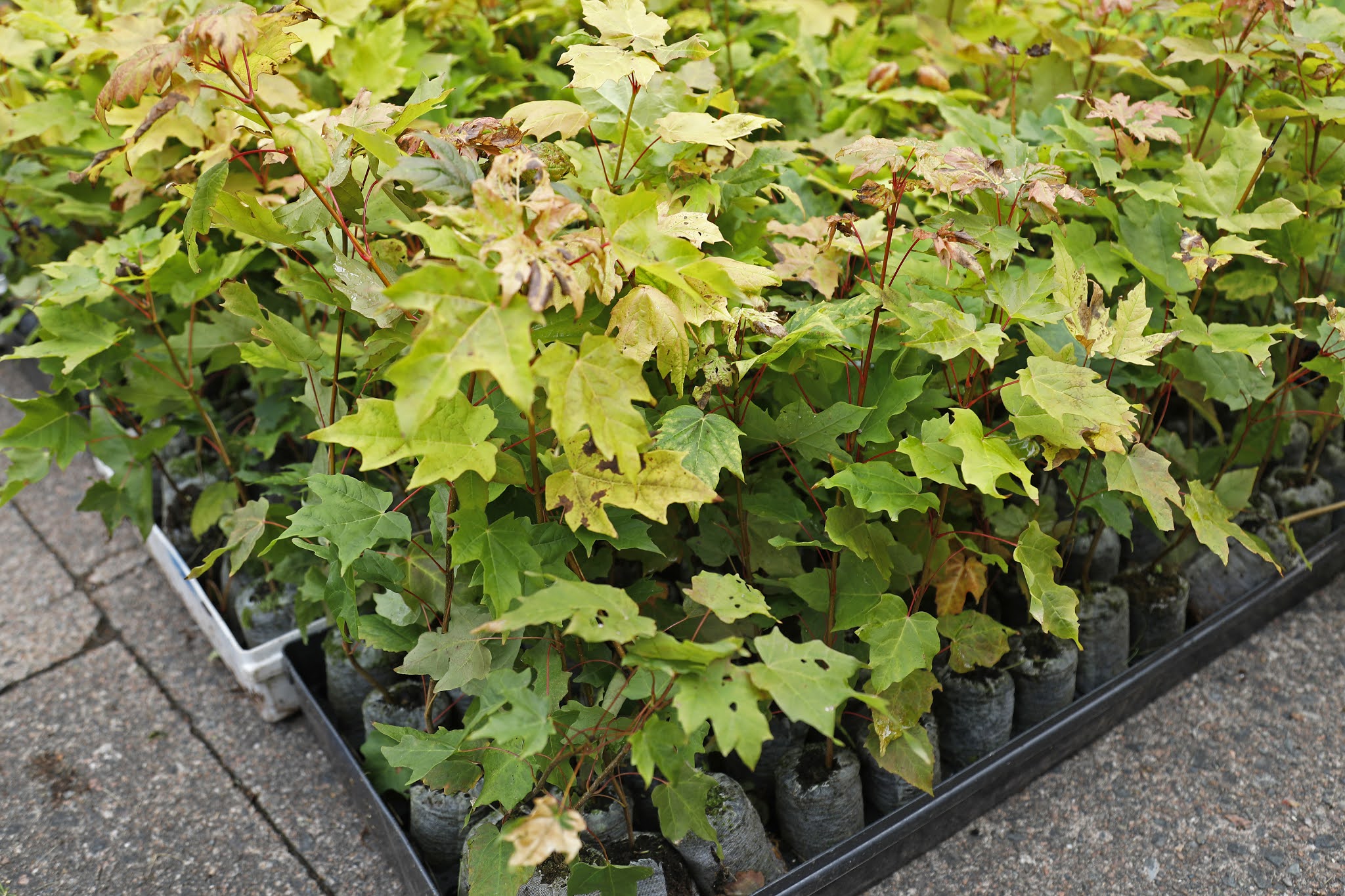 Replant.ca Environmental: The Sugar Maple tree (Acer saccharum)