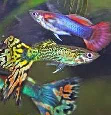 Anim Agro Technology: IKAN GUPPY - KENALI DIA