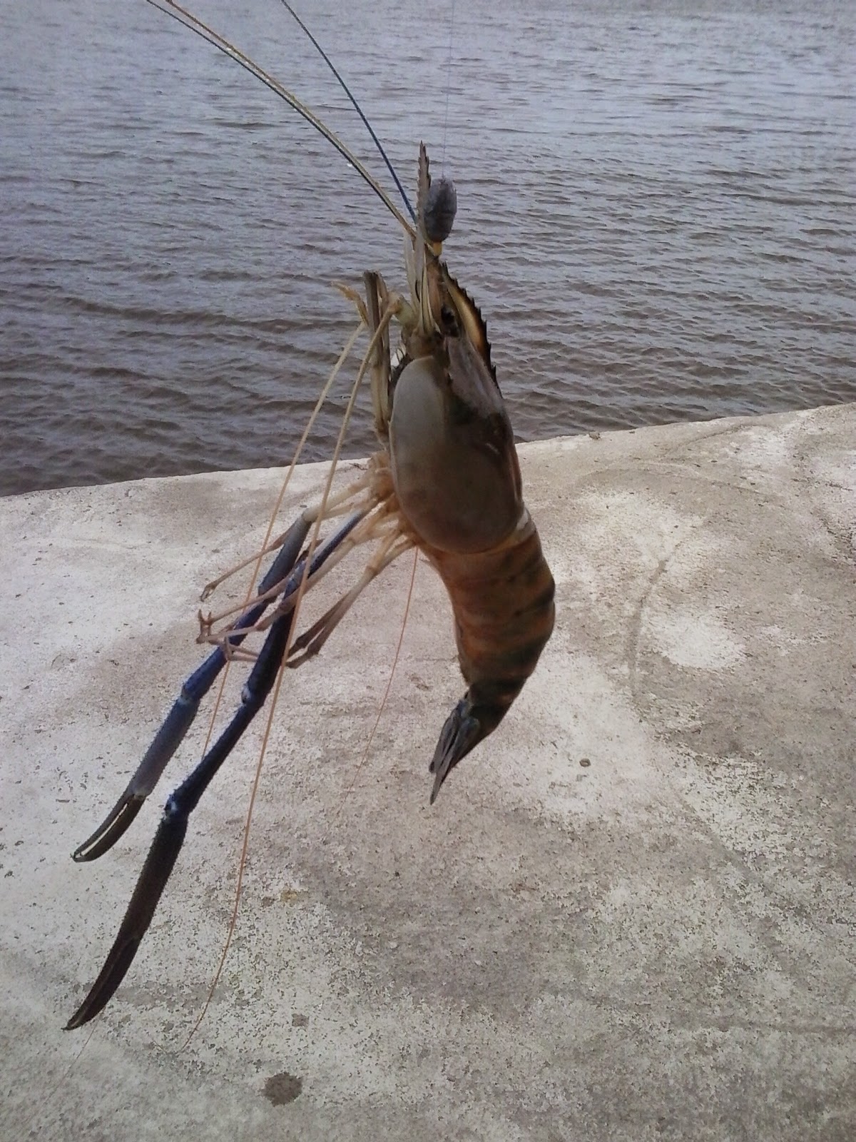 CARA MANCING UDANG GALAH DI SUNGAI-anak borneo