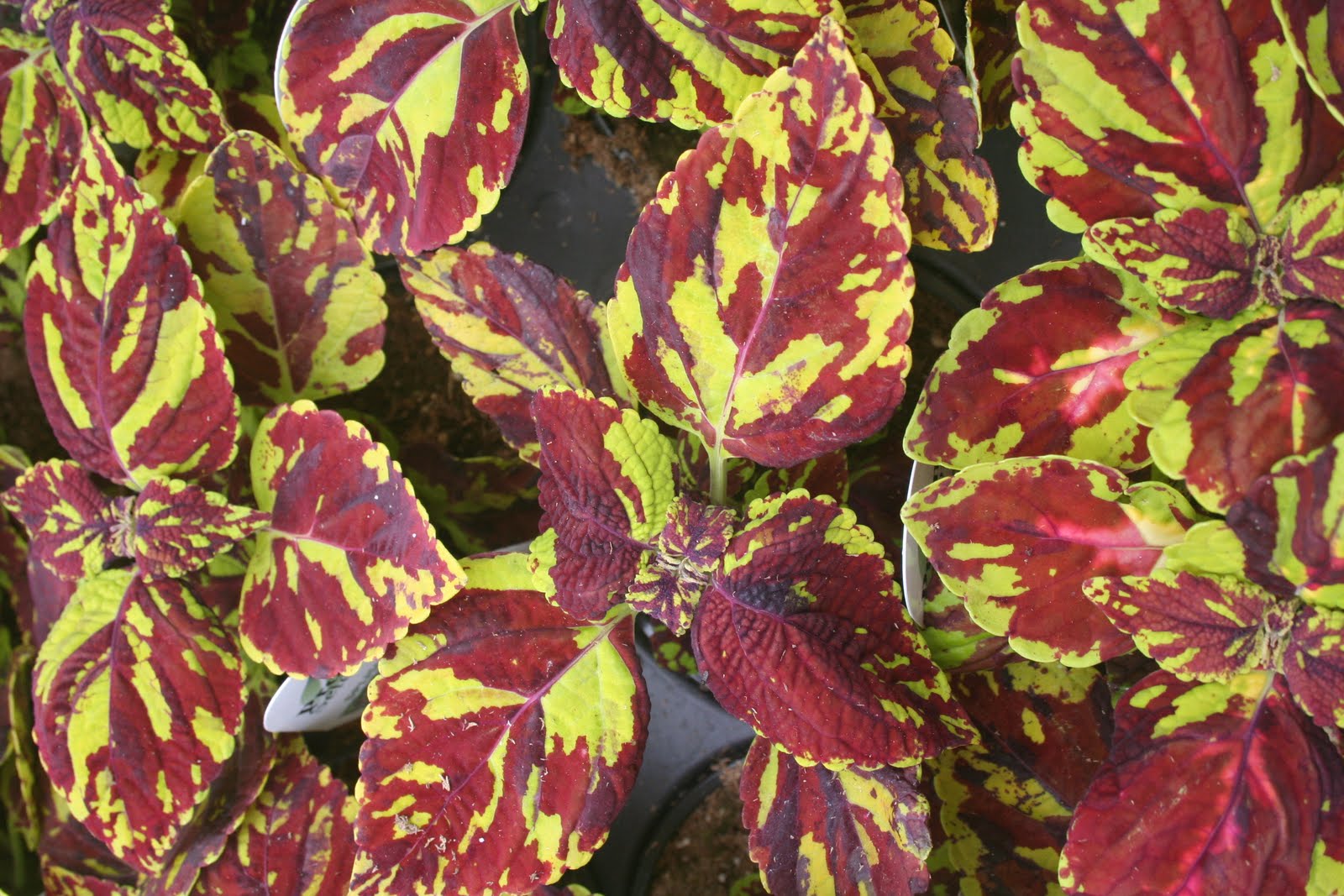 West Coast Gardens: Coleus