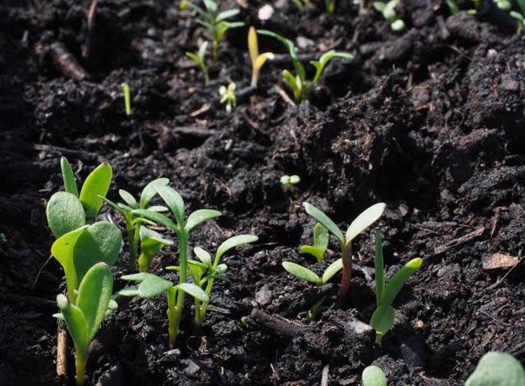 Humus : Pengertian, Ciri-ciri, Manfaat dan Proses Terbentuknya Tanah Humus