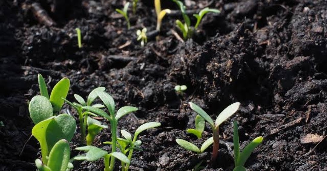 Humus : Pengertian, Ciri-ciri, Manfaat dan Proses Terbentuknya Tanah Humus