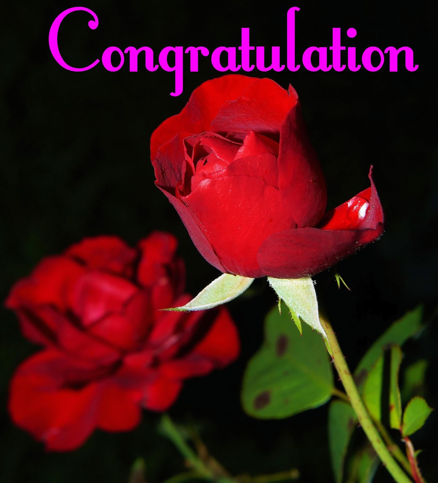 Top 10 Congratulations Images, Photo Greetings, Pictures for whatsapp ...