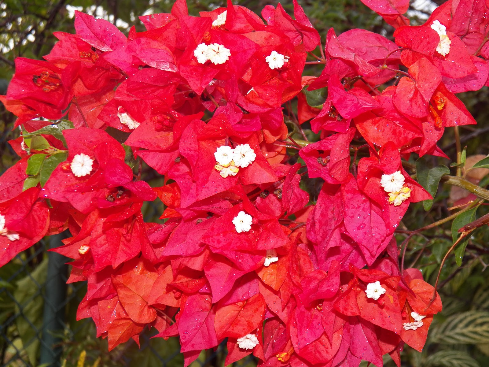 "MIS PLANTAS en Panamá": Veraneras en flor: La Buganvillia