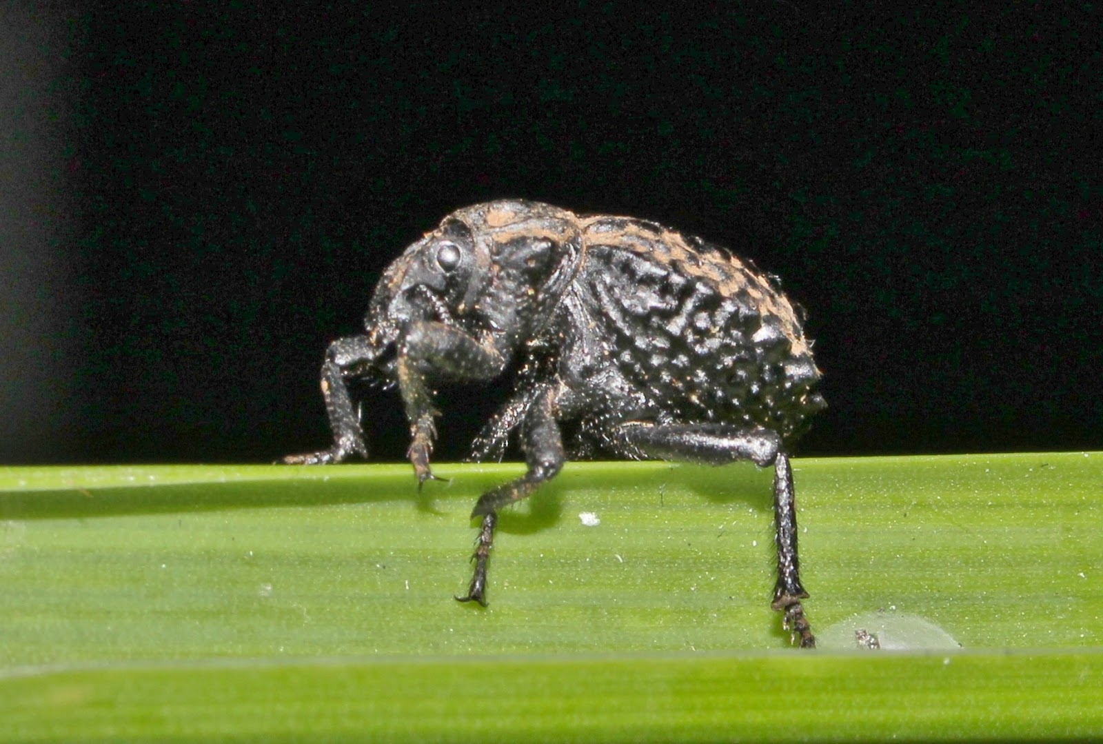 Biodiversity of Cyprus by NGO Protection of the Natural Heritage and ...