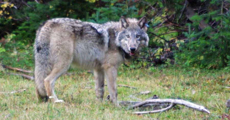 A View from the Beach: Oregon Going to the Wolves