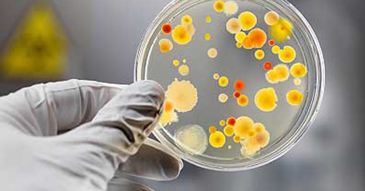 La Fórmula BIR: ESPECIALIDADES INFORMACIÓN GENERAL IV: Microbiología y ...