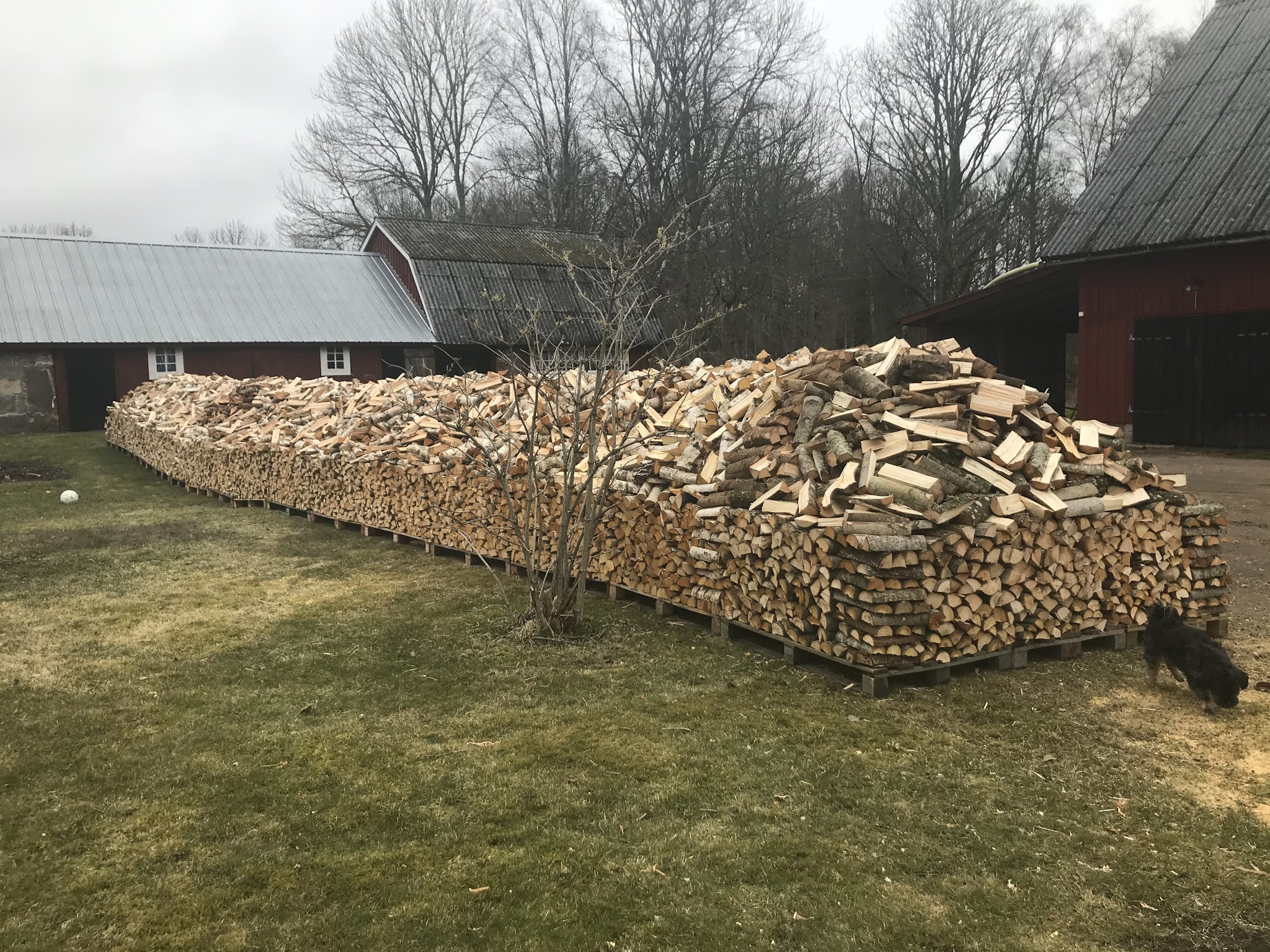 Lisa i byn: Nu är veden färdig!