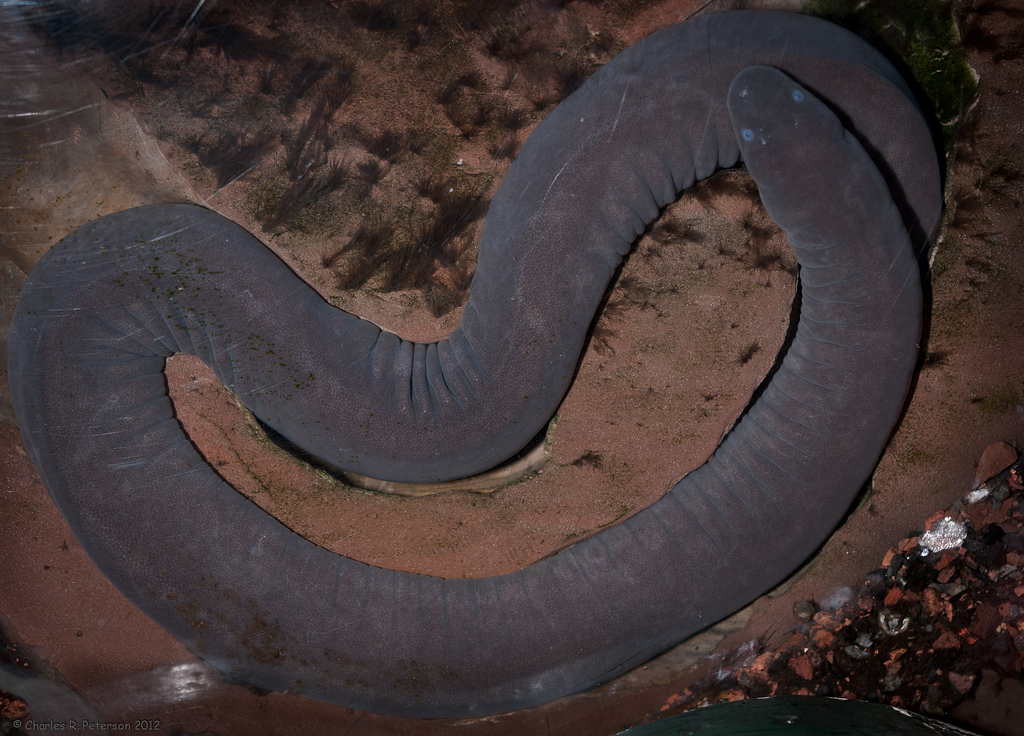 Real Monstrosities: Rubber Eel