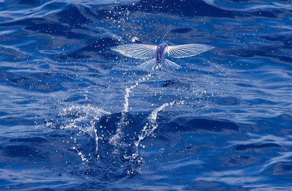 Flying Fish : What, Who, Where, When, How And Why "Flying Fish" | Phylo ...