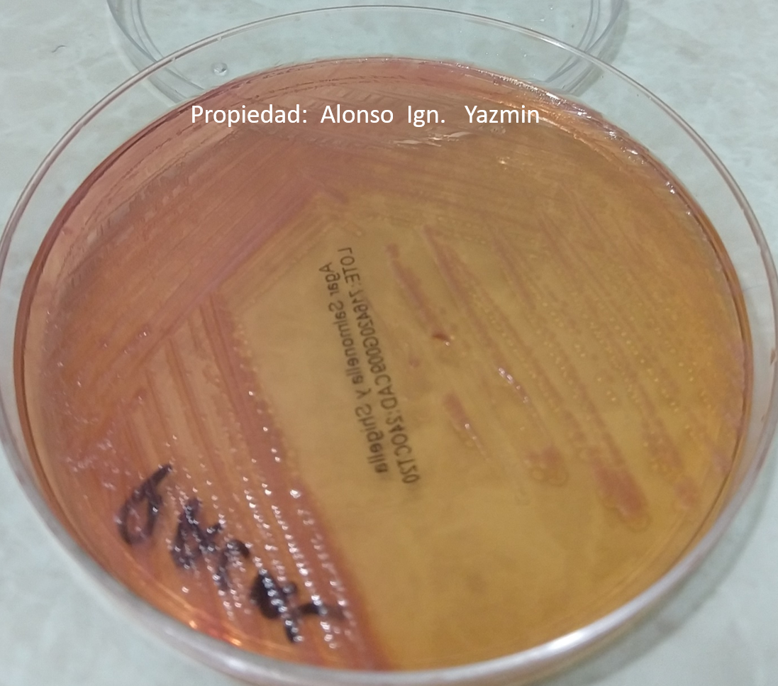 Bioquímica Diagnóstica BQD-YAI: Yersinia enterocolitica