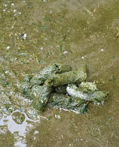 How Much Do Geese Actually Poop? - Fresh Eggs Daily® with Lisa Steele