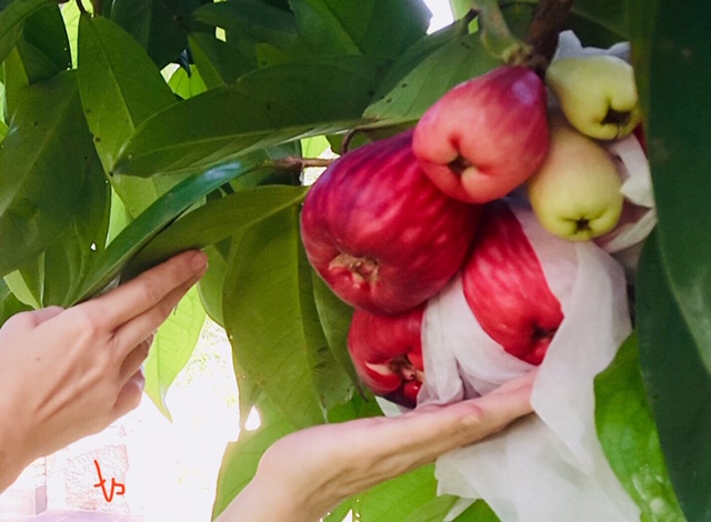 My Sweet Jambu Bol Jamaika