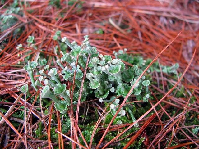 Real Monstrosities: Ladder Lichen