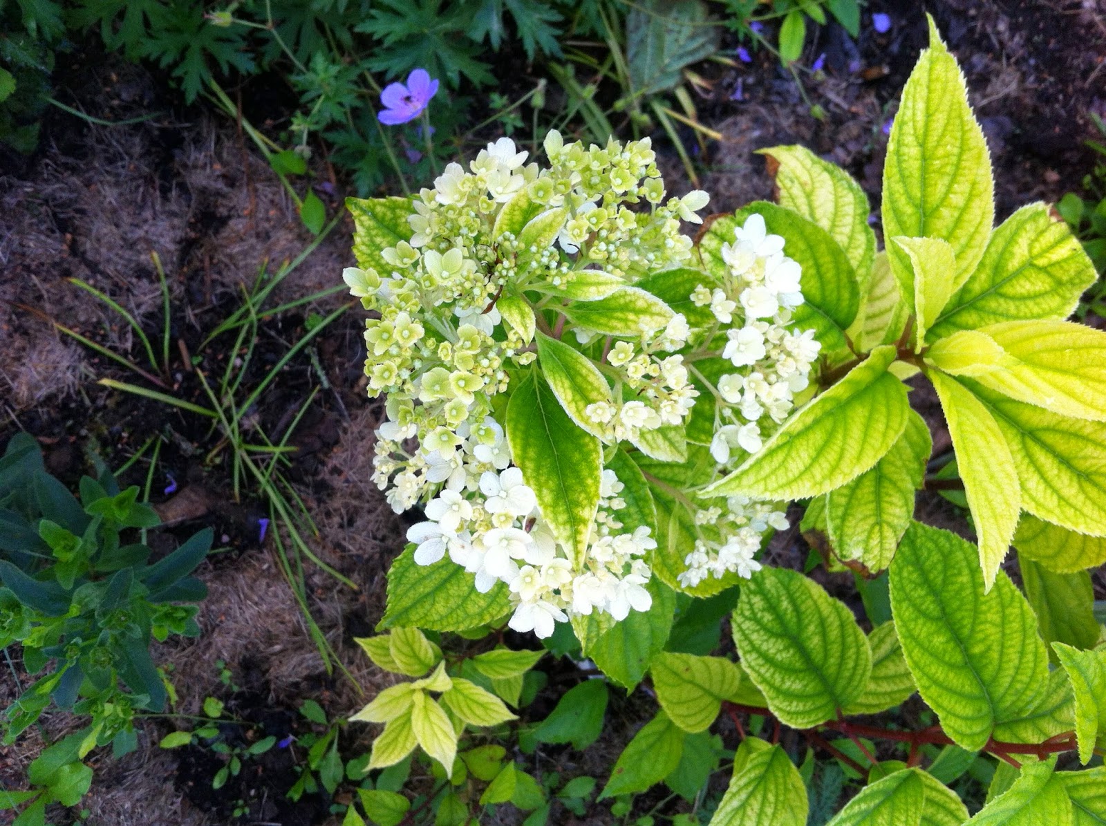 Sodas, daržas ir virtuvė:): Liepos žiedai / July in garden