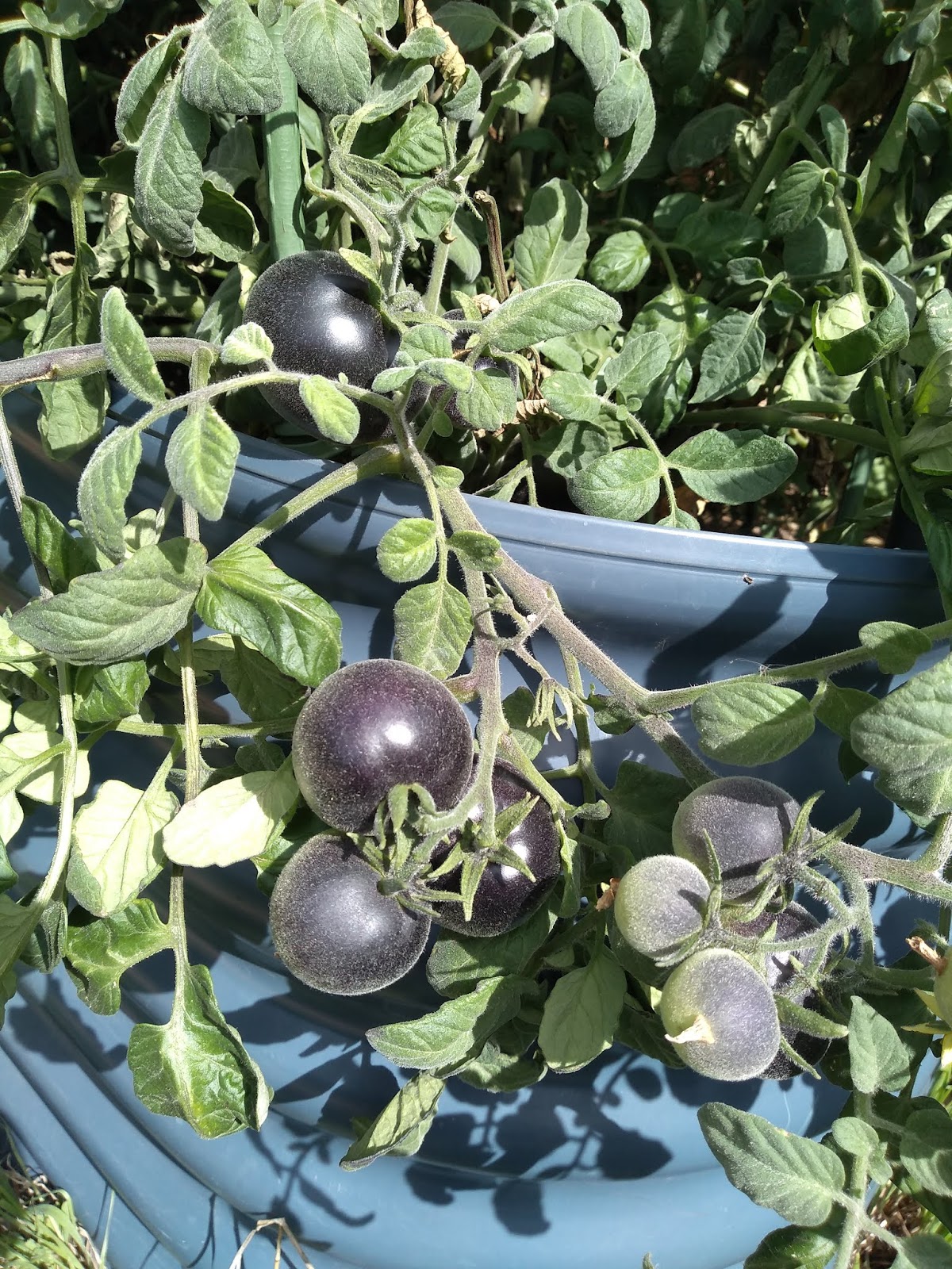 Mudflower: Woolly leaf black tomatoes in Australia