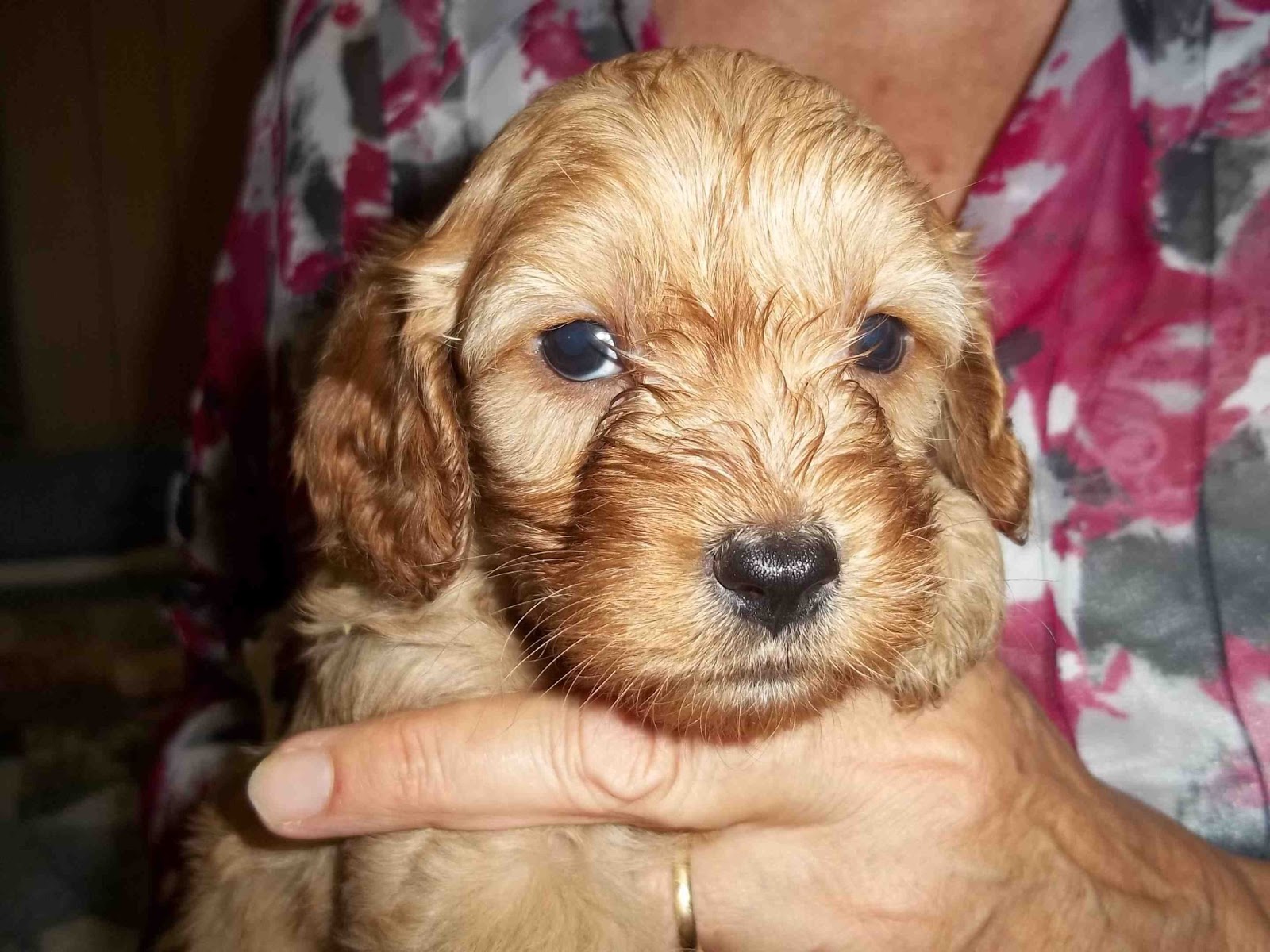 Cavoodle Pups: The Best Temperament Cavoodles We Have Ever Bred