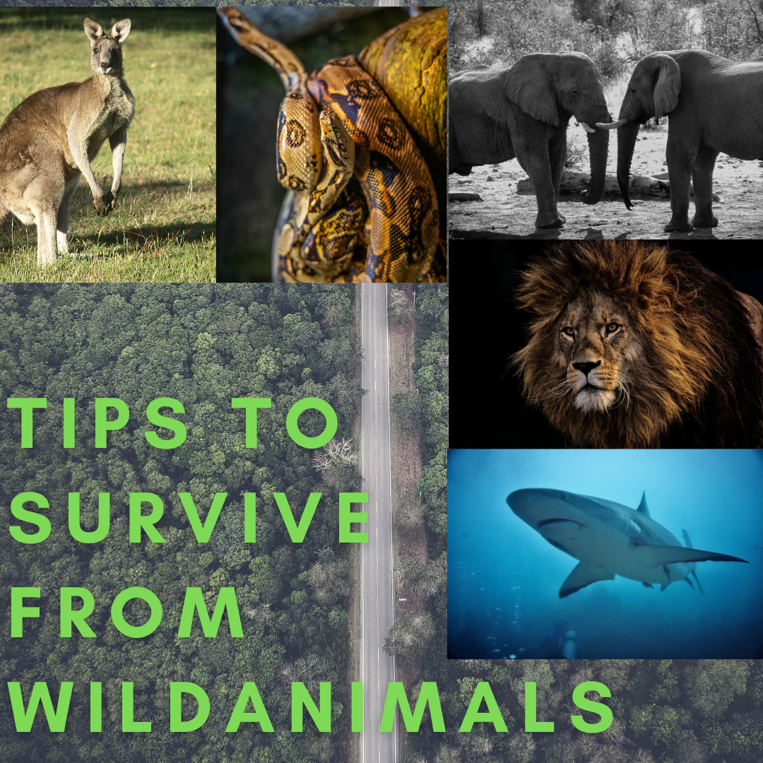 Tips to survive from wild animals attack?
