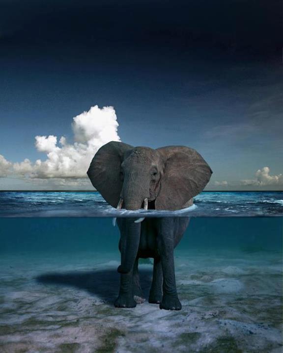 Half In Half Out elephant in water ~ Entertainment-Enter
