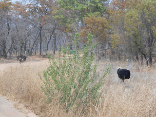 Well, It's Africa...: Looks Like Spring: The Msasa Tree