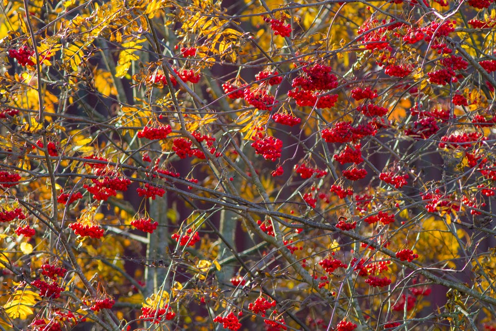 ProPluto: Syyspihlajan latvuksessa