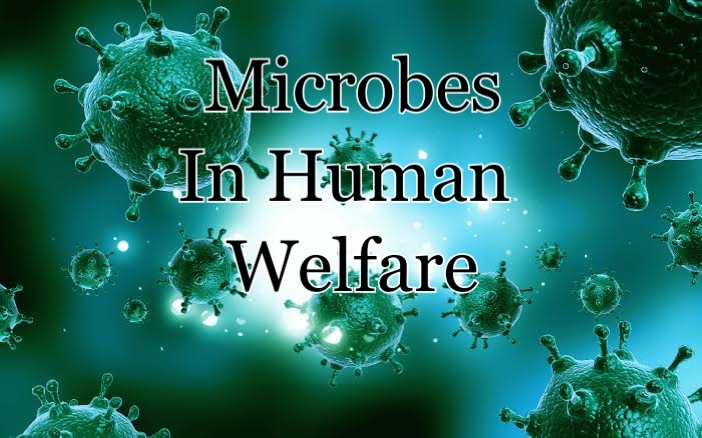 Biology Gyaan: Microbes In Human Welfare | Useful Microbes-