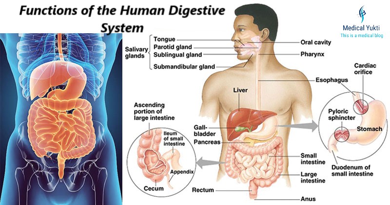 Functions Of The Human Digestive System Medical Yukti functions-of-the-human-digestive-system-medical-yukti