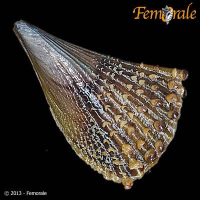 Pesca y Acuacultura: Los famosos Callos de Hacha