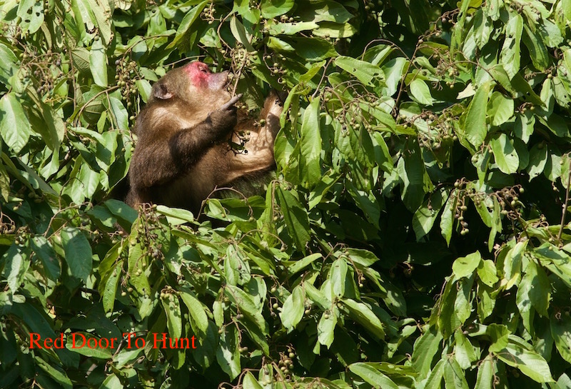 RED Door To Hunt: Laporan Pemerhatian & Kajian Beruk Kentoi~Macaca ...