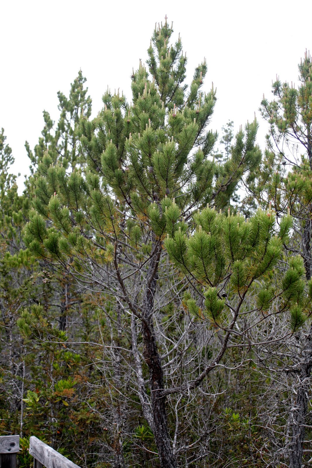 Tree Identification: Pinus contorta ssp. bolanderi - Bolander Pine