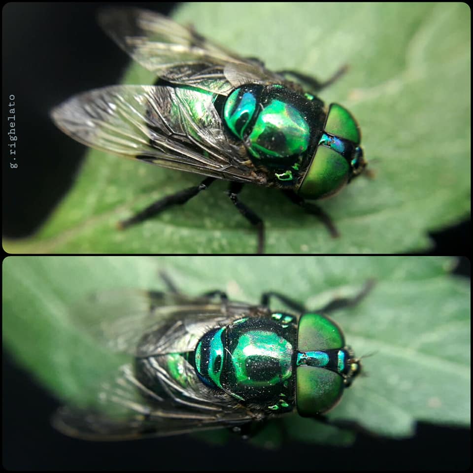 Argentina nativa: Mosca verde metálica de las flores (Ornidia obesa)