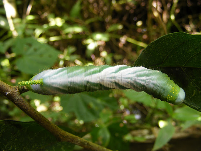 Caterpillar of the Day: Neococytius [cluentius?] | Caterpillar Eyespots