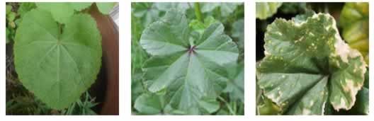 LA MALVA COMO PLANTA MEDICINAL