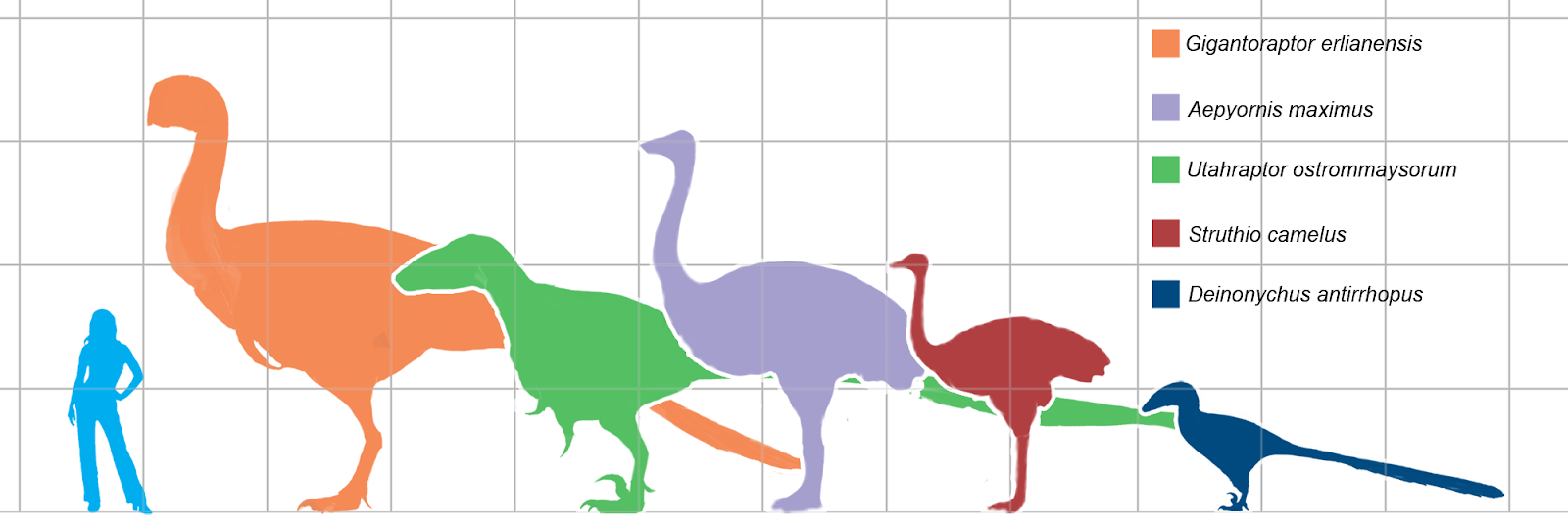 FOSSIL HUNTRESS: THE ELEPHANT BIRDS OF MADAGASCAR