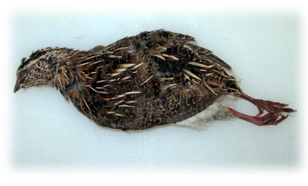 Bıldırcın Bahçesi