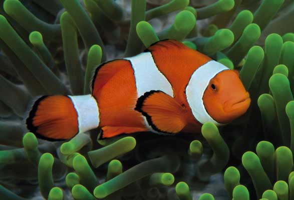Clown Fish | Info and New Photos-Images | The Wildlife