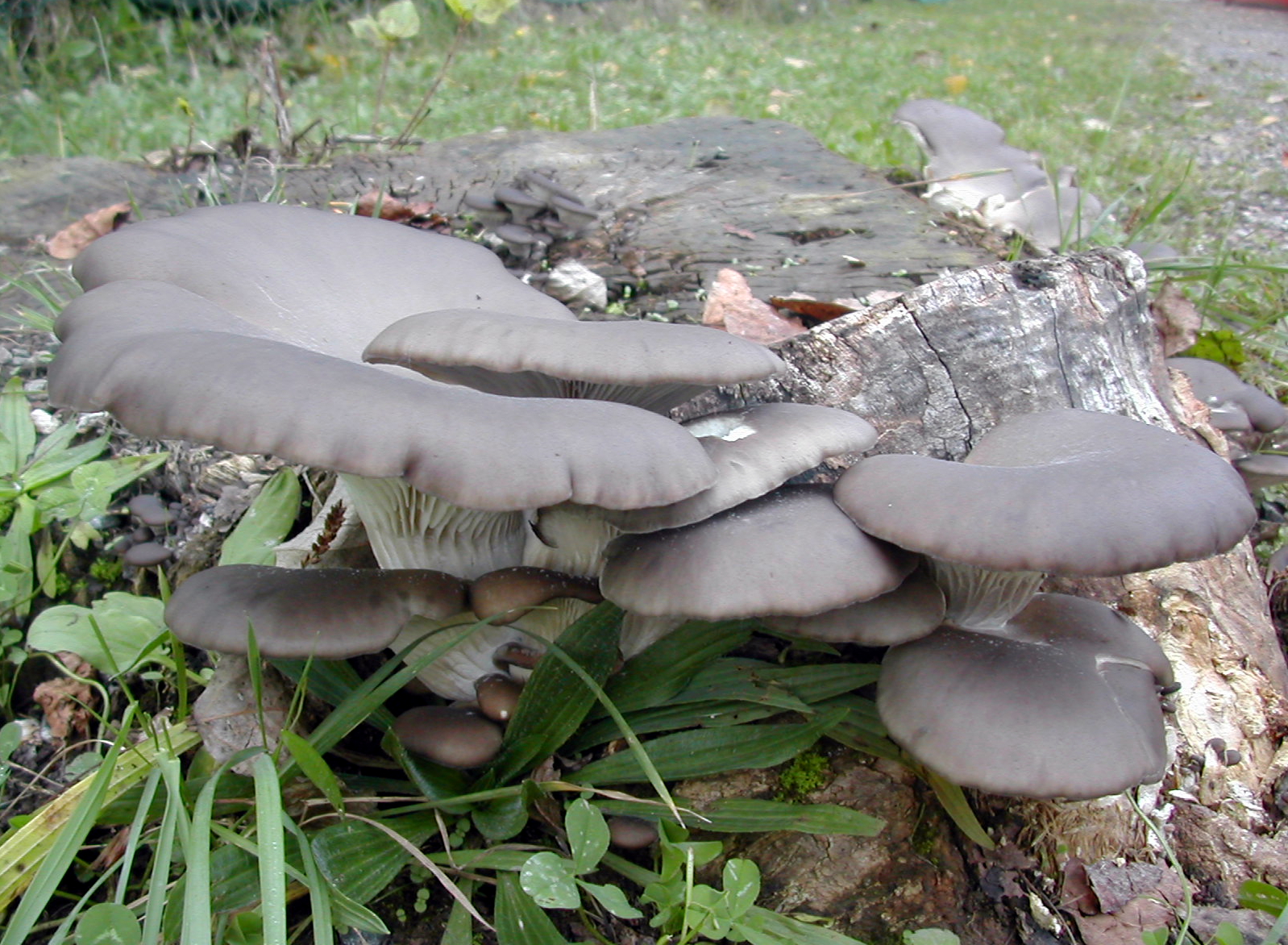 A setas por Asturias: Pleurotus ostreatus