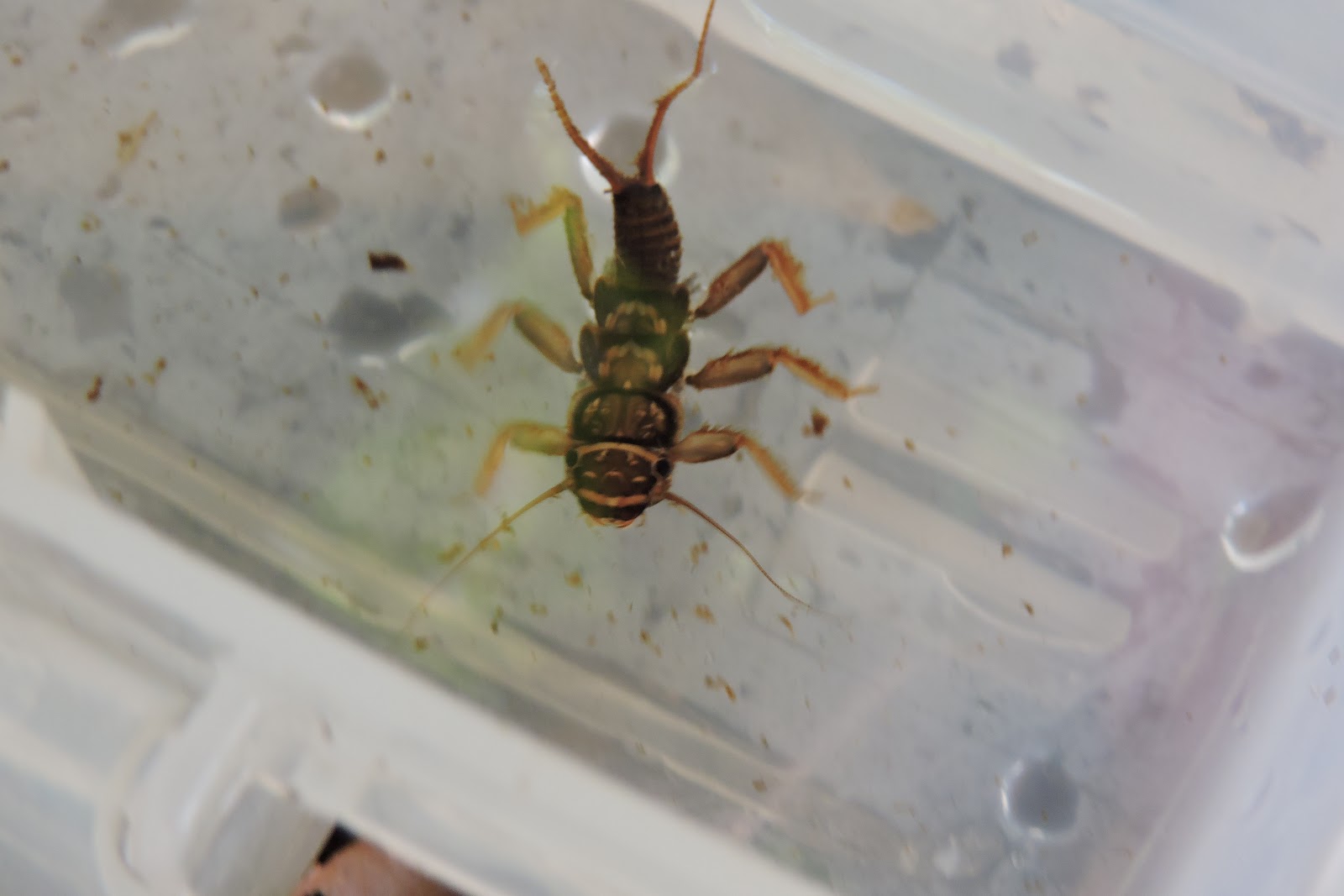 Capital Naturalist by Alonso Abugattas: Winter Stoneflies