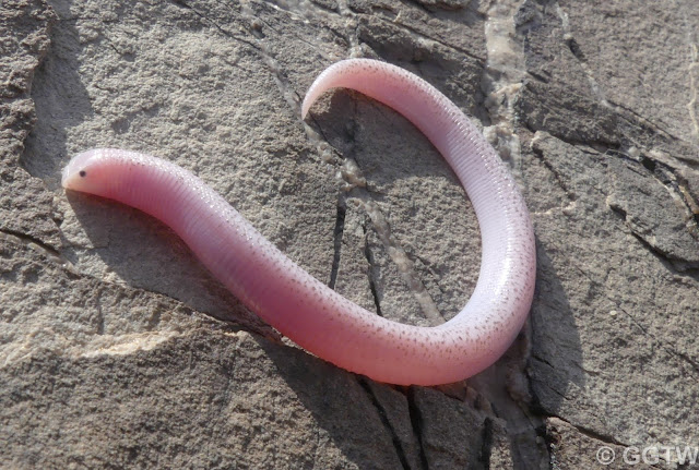 (AK, US) What kind of worm is this? : r/whatsthisbug