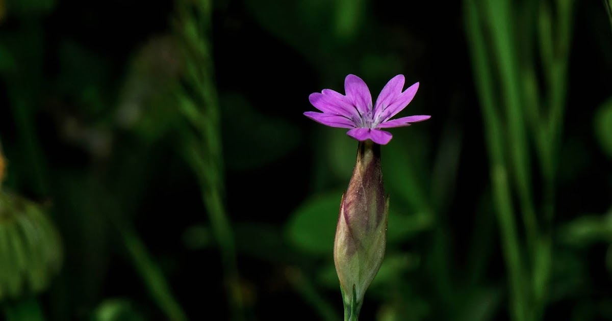 Desde Alájar: Clavel silvestre
