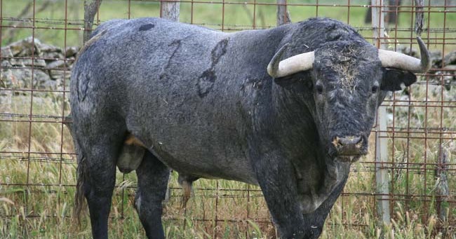 Encastes y castas del toro de lidia: CASTA CABRERA