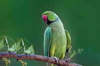 National bird and state bird of India - Birds of India