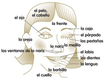 Español: Semana 2: Physical Description / Descripción Física